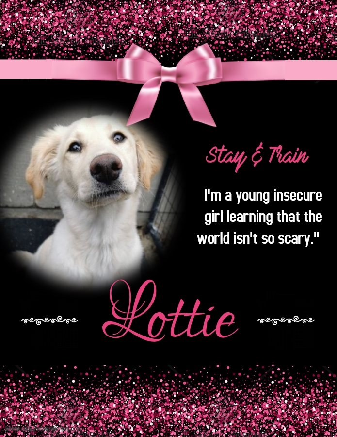 Lottie-ad - Prairieburn K9 Academy